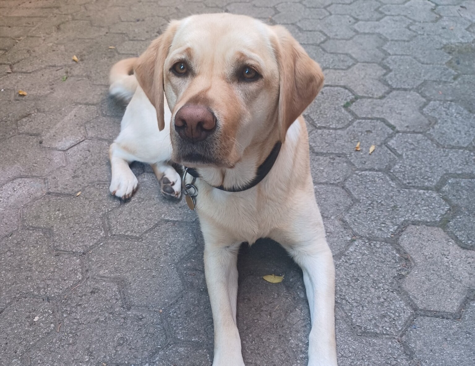 Addie | Sunshine Therapy Dogs