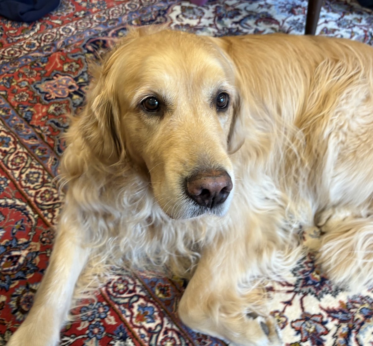 Amber | Sunshine Therapy Dogs