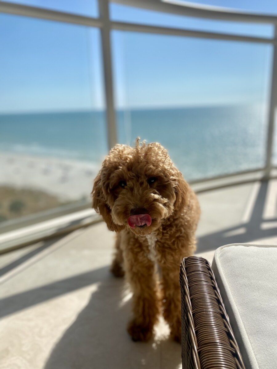 Archie | Sunshine Therapy Dogs