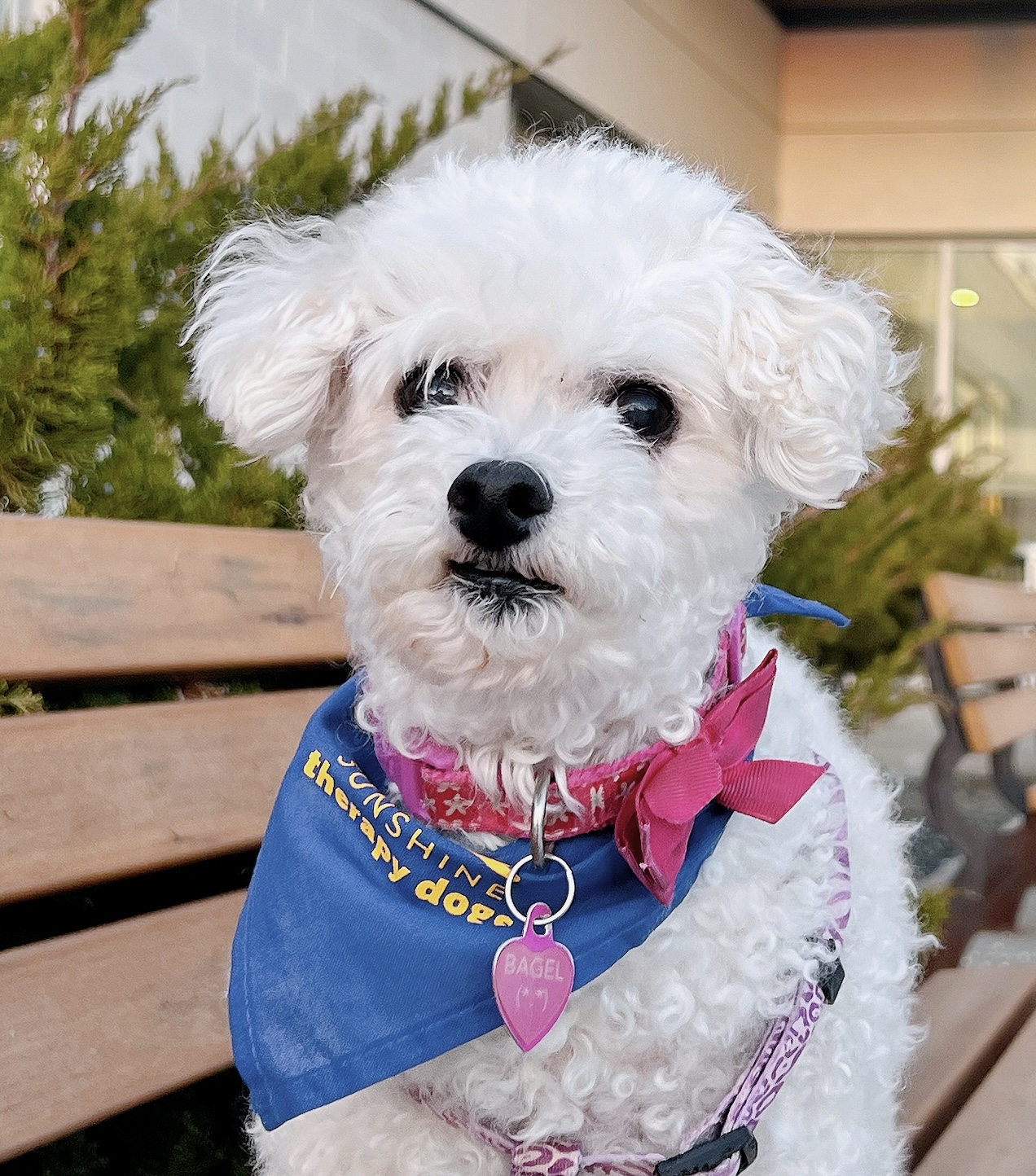 Bagel | Sunshine Therapy Dogs