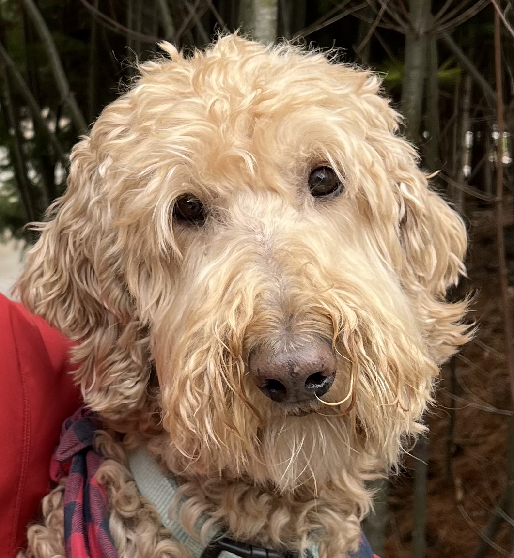 Clarence | Sunshine Therapy Dogs
