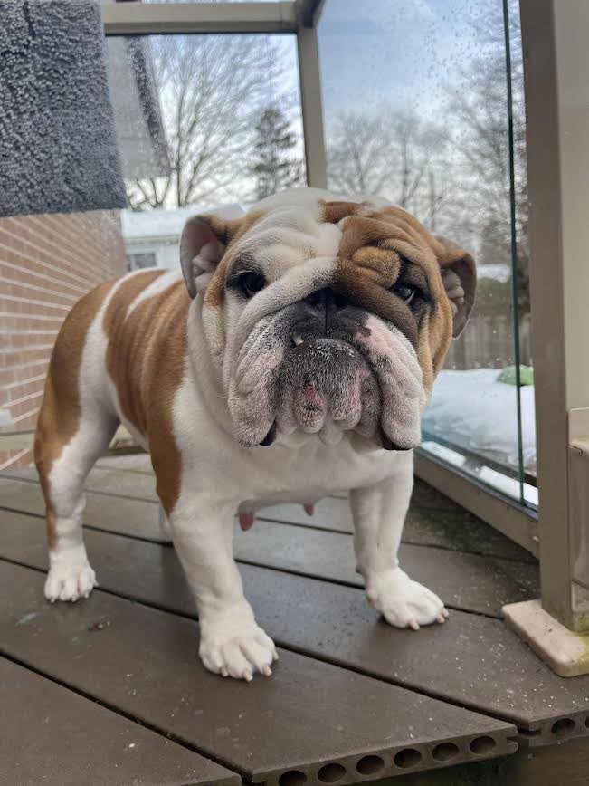 Dusty | Sunshine Therapy Dogs