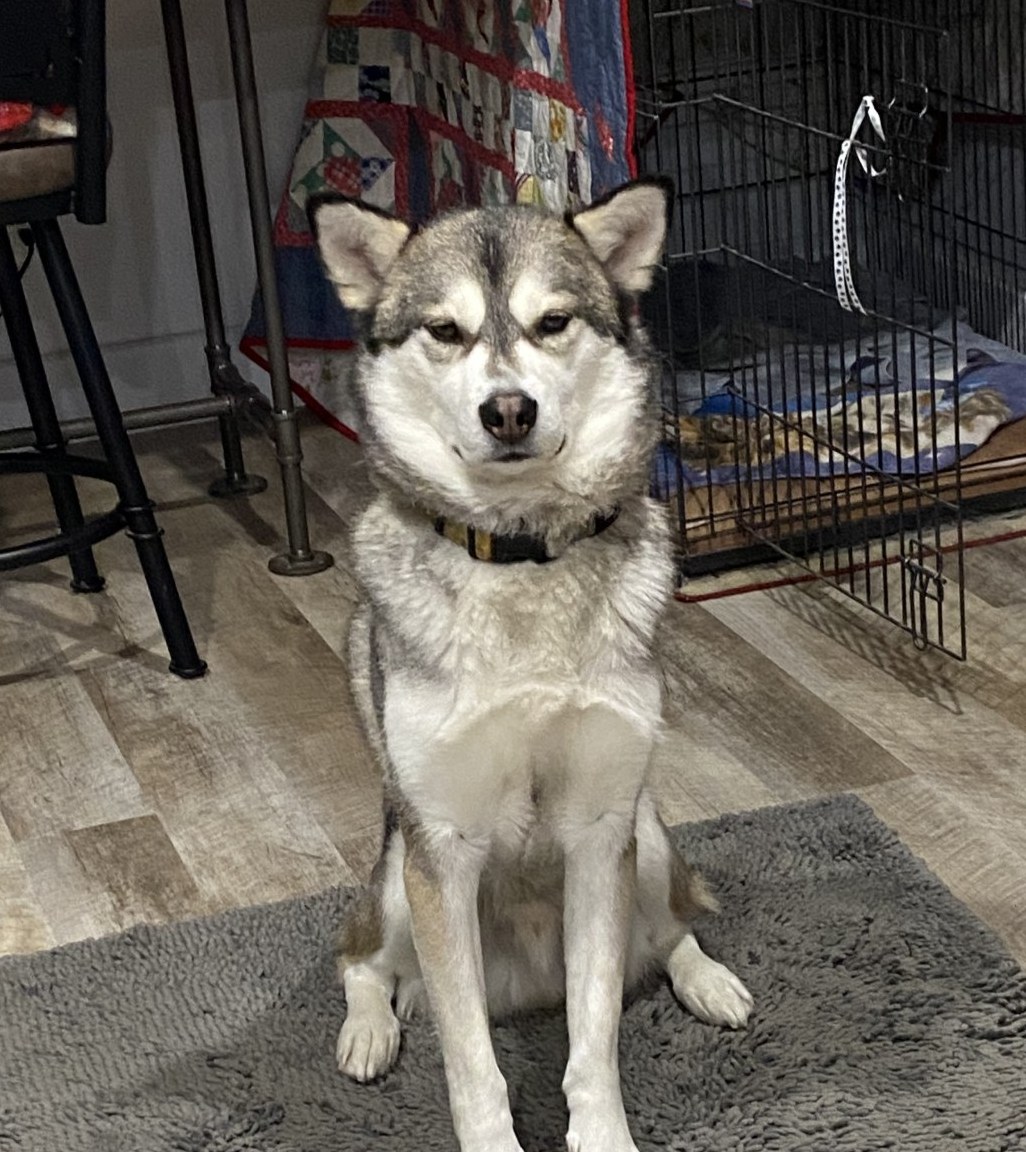 Henry | Sunshine Therapy Dogs