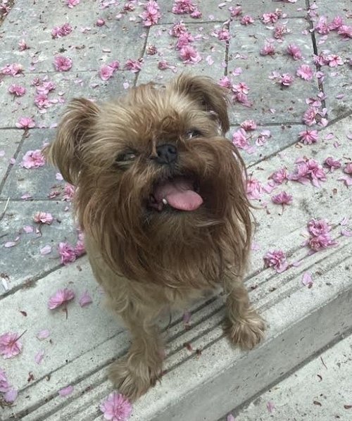 Mattie | Sunshine Therapy Dogs