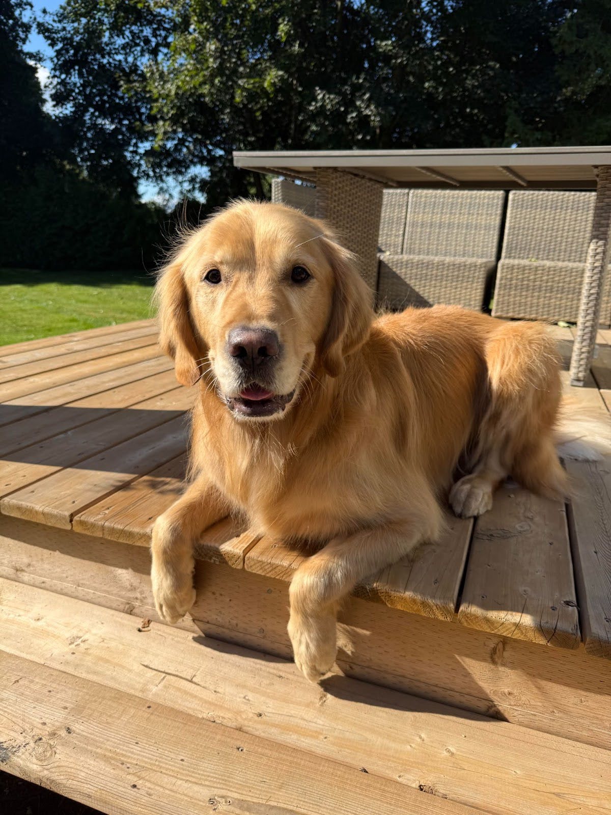 Molson | Sunshine Therapy Dogs