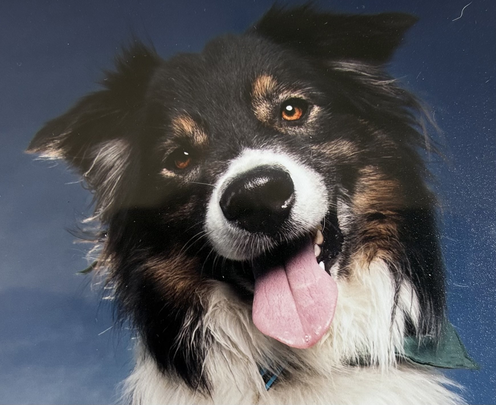 Mr. Bojangles | Sunshine Therapy Dogs
