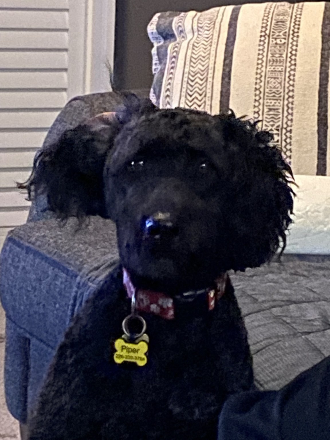 Piper | Sunshine Therapy Dogs