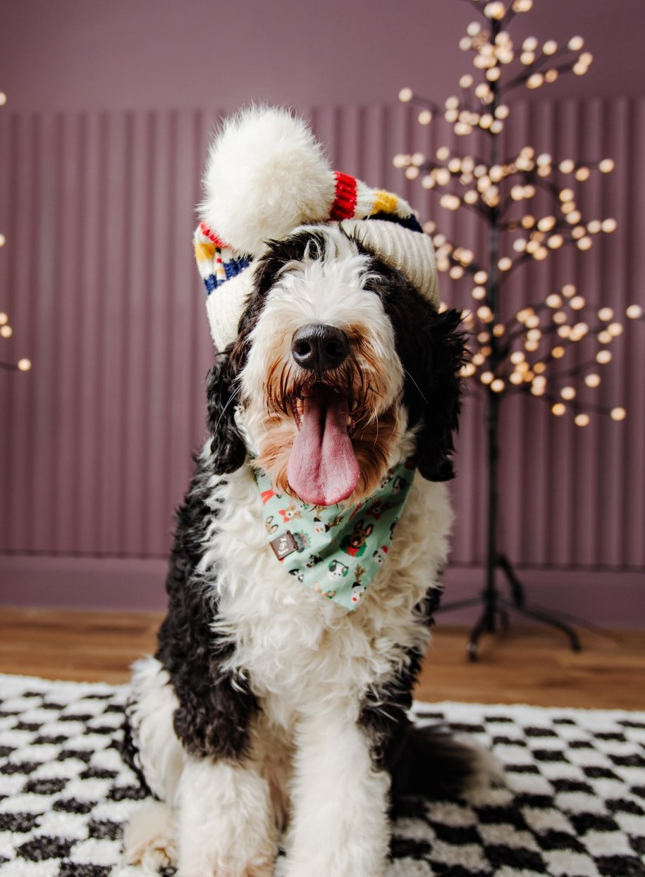 Poppy | Sunshine Therapy Dogs