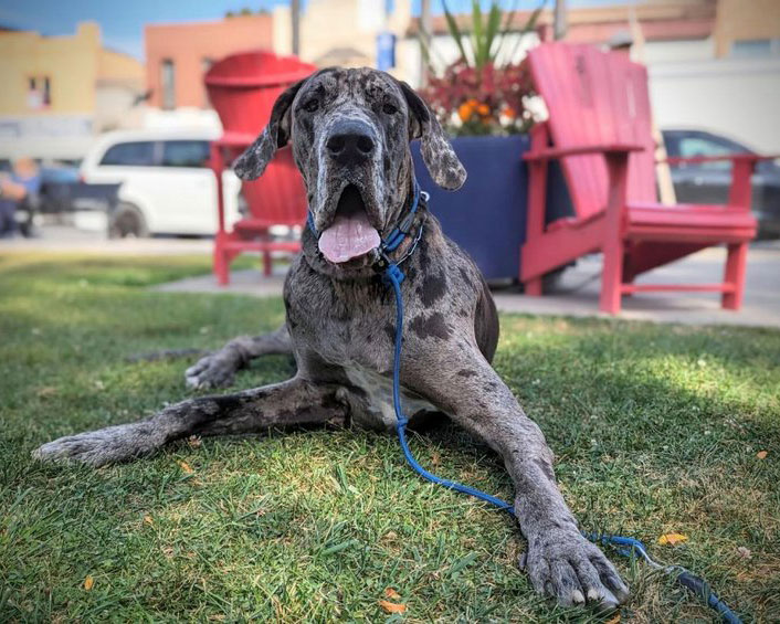Rip | Sunshine Therapy Dogs