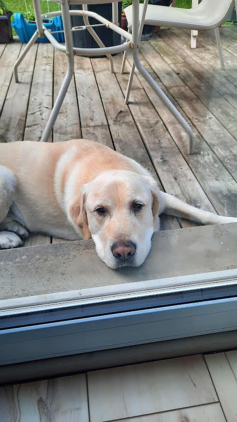 Rocky | Sunshine Therapy Dogs