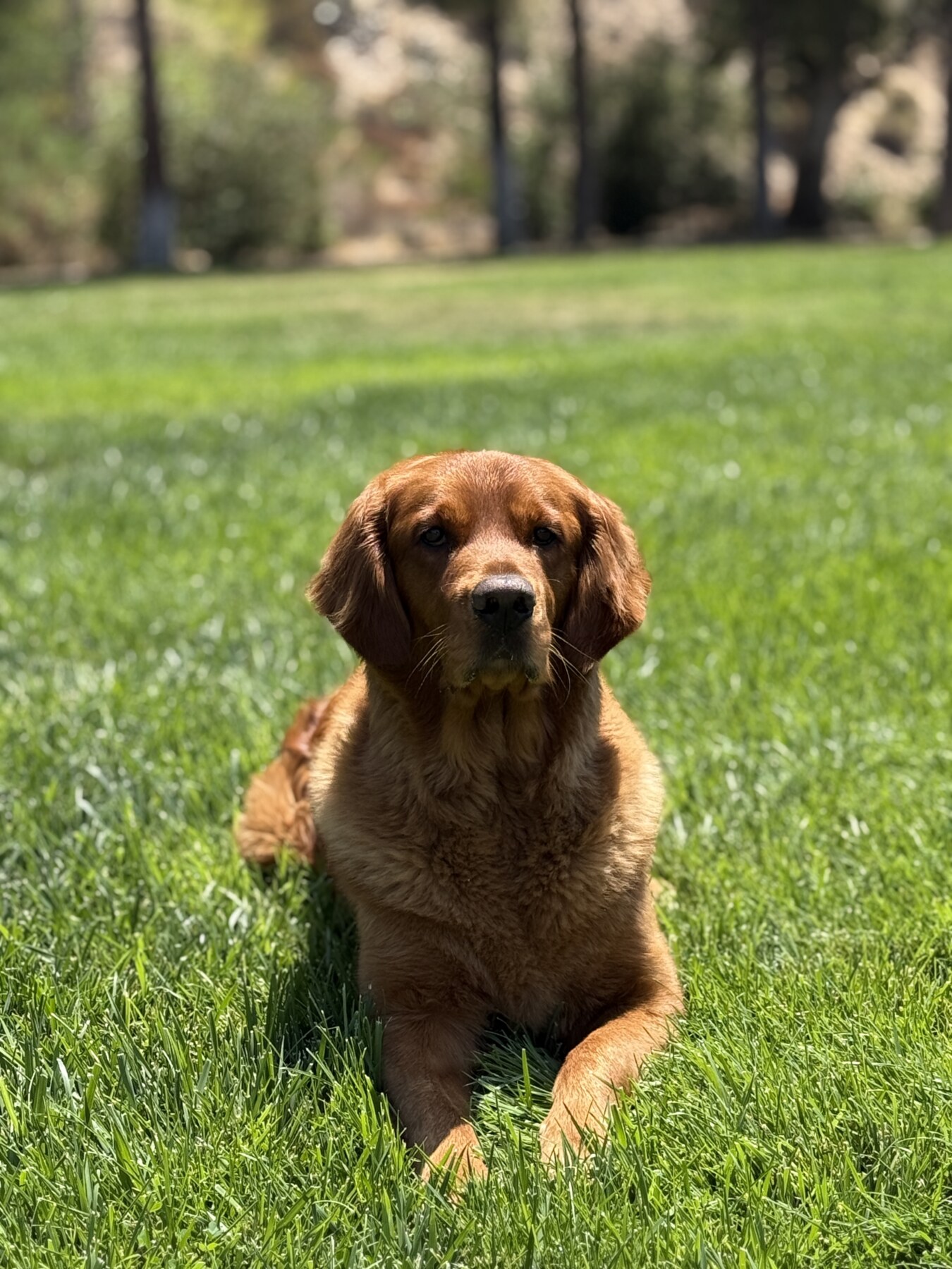 Sammy | Sunshine Therapy Dogs