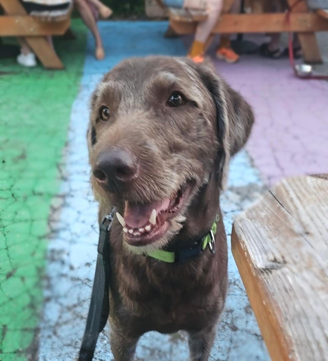 Tito | Sunshine Therapy Dogs