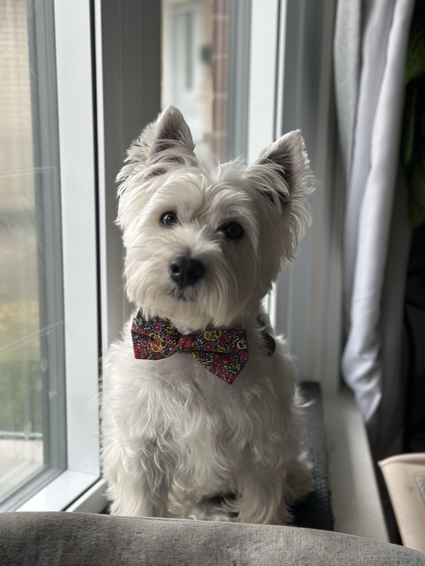 Watson | Sunshine Therapy Dogs