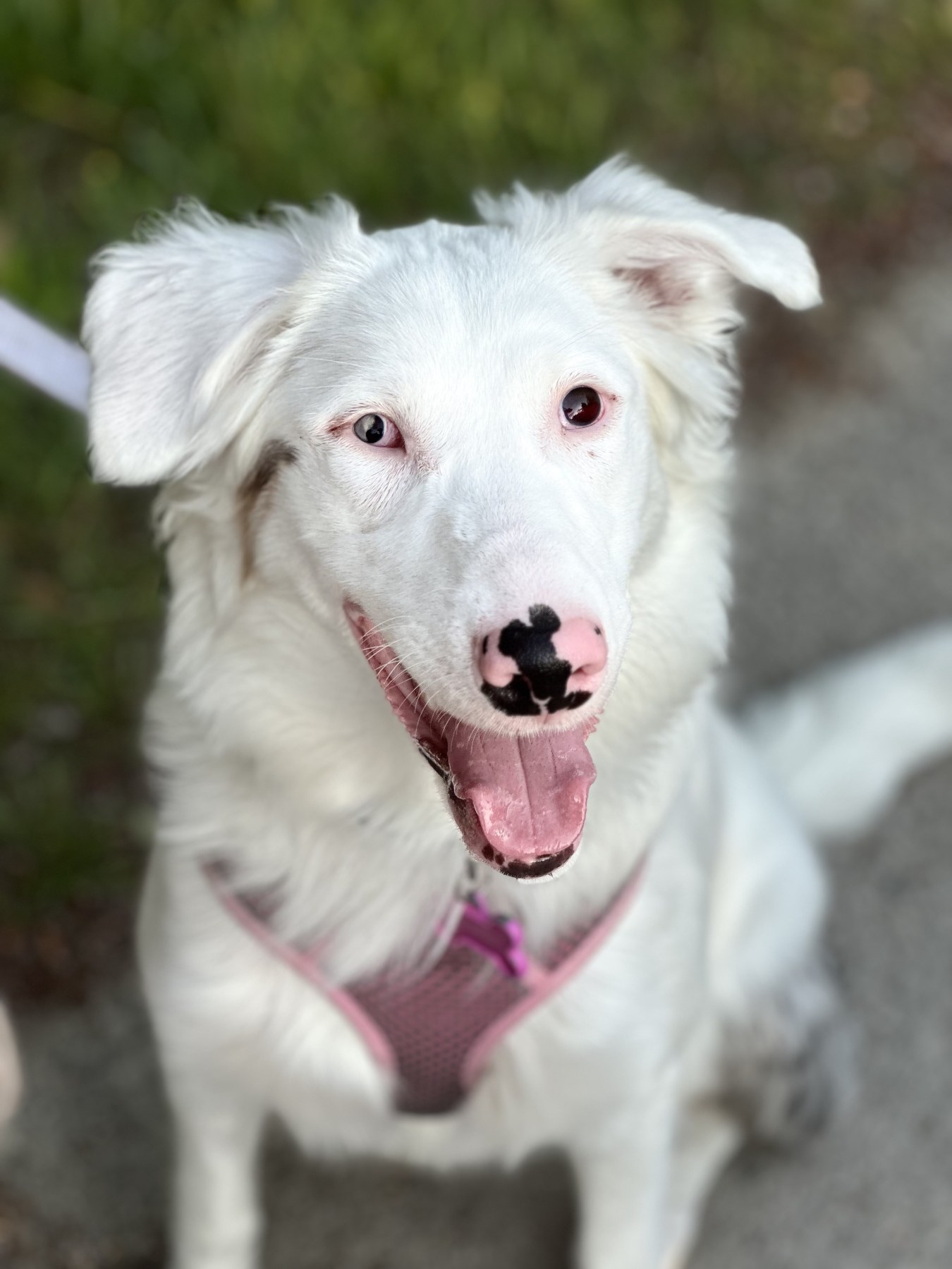 Willow | Sunshine Therapy Dogs