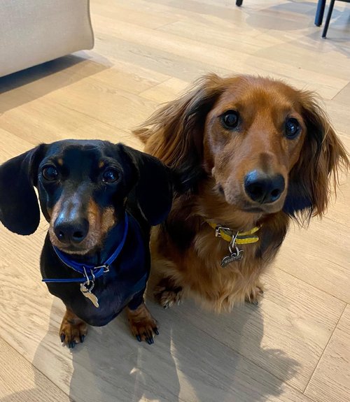 Winston and Archie | Sunshine Therapy Dogs